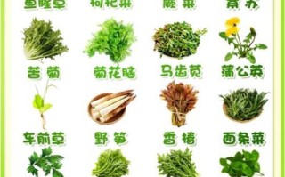 野菜大全有哪些_野菜图片及名称