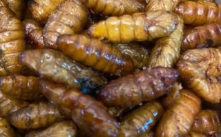 蚕蛹怎么做好吃_蚕蛹的家常做法大全