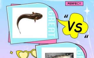 鲇鱼怎么读_鲇鱼与鲶鱼的区别