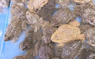 田鸡长什么样_田鸡和青蛙的区别