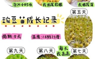 豌豆芽怎么种_豌豆芽营养价值高吗