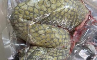 鳄鱼肉哪些人不宜吃_孕妇能吃鳄鱼肉吗