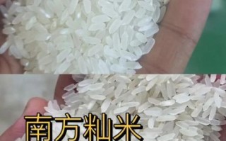 珍珠米是粳米吗_珍珠米和粳米区别