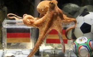 章鱼保罗是什么意思_章鱼保罗预测原理