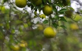 香橼树怎么养_香橼树几年结果