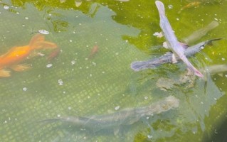 鸭嘴鱼养殖条件_鸭嘴鱼养殖技术