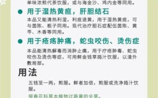 金钱草的功效与作用_金钱草有什么副作用