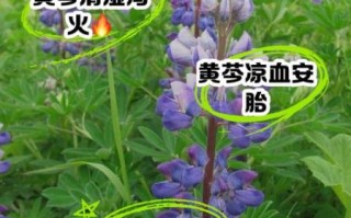 黄芩的功效与作用_黄芩适合什么人吃