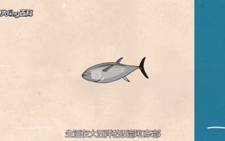 黑鲔鱼是什么鱼_黑鲔鱼和金枪鱼区别