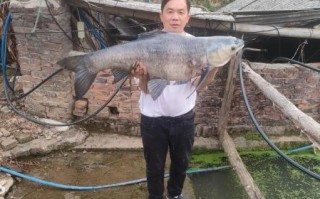 青鱼价格今日价_青鱼多少钱一斤