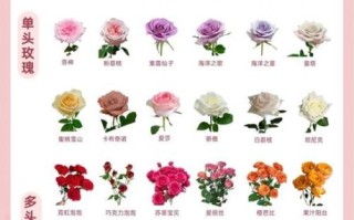 玫瑰花语是什么_不同朵数代表什么