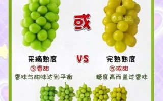 玫瑰香葡萄怎么挑选_玫瑰香葡萄产地哪里好