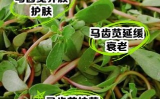 马齿苋煮水洗脸有什么功效_马齿苋水洗脸能祛痘吗