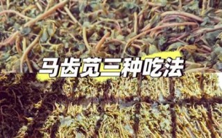 马齿笕怎么做好吃_马齿笕的做法大全