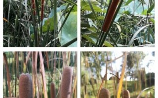 香蒲草的功效与作用_香蒲草怎么吃效果最好