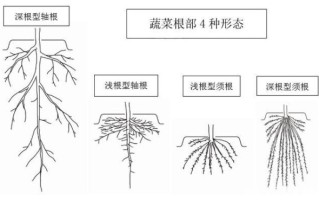 白菜根系结构_如何促进根系发达