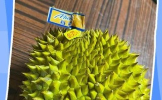 榴莲没熟已经扒出来了怎么办_如何补救生榴莲