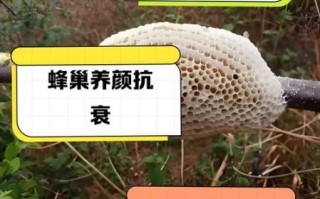 蜂巢哪些人不能吃_蜂巢禁忌人群有哪些