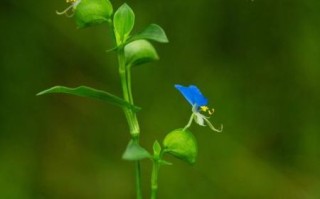 鸭跖草花语是什么_鸭跖草寓意与象征