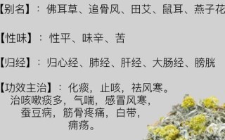 鼠曲草长什么样_鼠曲草的功效与作用