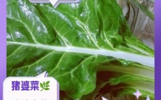 猪菜叫什么_猪菜学名是什么