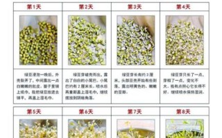 绿豆怎么种_绿豆种植时间和方法