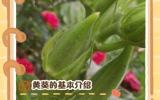 黄秋葵软胶囊有用吗_真实效果与服用建议