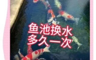 锦鲤鱼怎么养_锦鲤鱼多久换一次水