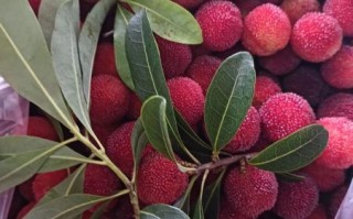 野生杨梅的功效与作用_野生杨梅怎么吃最好