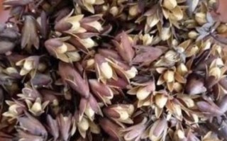 香椿果实能吃吗_香椿果实图片长什么样