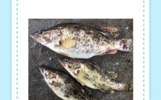 鳜鱼多少钱一斤2019_鳜鱼价格走势