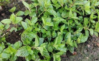 干凉粉草怎么做成凉粉_干凉粉草做凉粉要多久