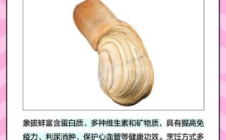 象拔蚌怎么做好吃_象拔蚌的家常做法步骤