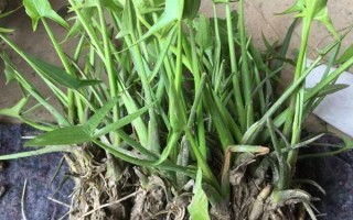 茨菇图片大图_茨菇长什么样