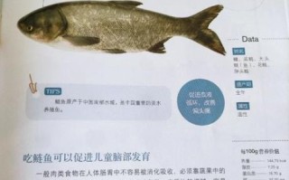 白鲢鱼的营养价值及功效与作用_白鲢鱼适合什么人吃