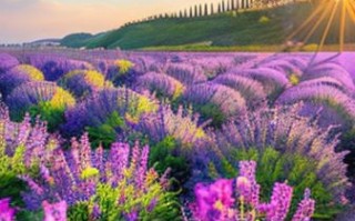 薰衣草图片大全大图_如何拍摄高清薰衣草花海