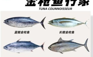 黄鲣鱼是什么鱼_黄鲣鱼和金枪鱼的区别