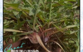 真假蒲公英图片_如何一眼辨别