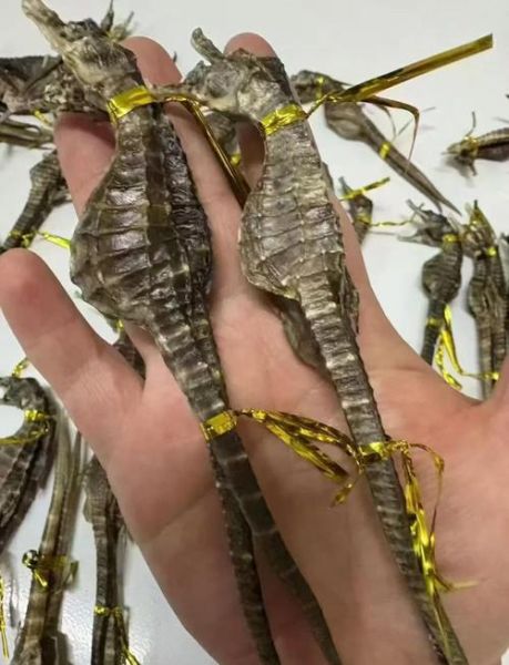 海马田七增高汤怎么做_增高汤真的有用吗-第3张图片-山城妙识 海马田七增高汤怎么做_增高汤真的有用吗-第3张图片-山城妙识