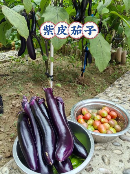 紫皮茄子怎么炒好吃_紫皮茄子家常做法步骤-第3张图片-山城妙识 紫皮茄子怎么炒好吃_紫皮茄子家常做法步骤-第3张图片-山城妙识