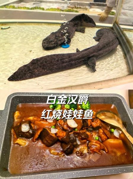 娃娃鱼怎么做好吃_娃娃鱼的家常做法-第1张图片-山城妙识 娃娃鱼怎么做好吃_娃娃鱼的家常做法-第1张图片-山城妙识