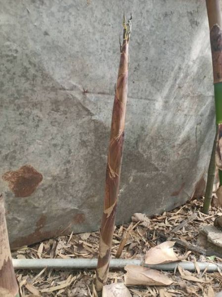 地理笋是什么_地理笋产地在哪里-第1张图片-山城妙识 地理笋是什么_地理笋产地在哪里-第1张图片-山城妙识