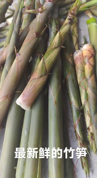地理笋是什么_地理笋产地在哪里-第2张图片-山城妙识 地理笋是什么_地理笋产地在哪里-第2张图片-山城妙识
