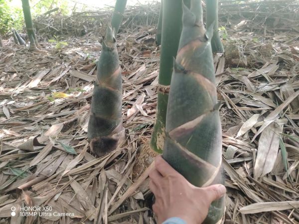 地理笋是什么_地理笋产地在哪里-第3张图片-山城妙识 地理笋是什么_地理笋产地在哪里-第3张图片-山城妙识