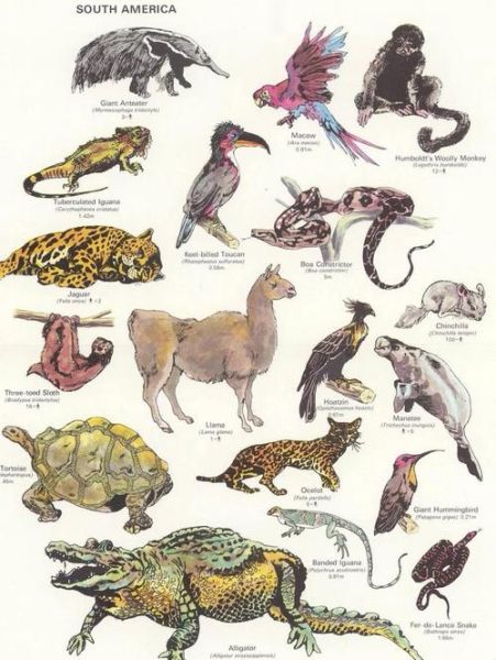 动物地理区划有哪些_全球六大界如何划分-第2张图片-山城妙识 动物地理区划有哪些_全球六大界如何划分-第2张图片-山城妙识