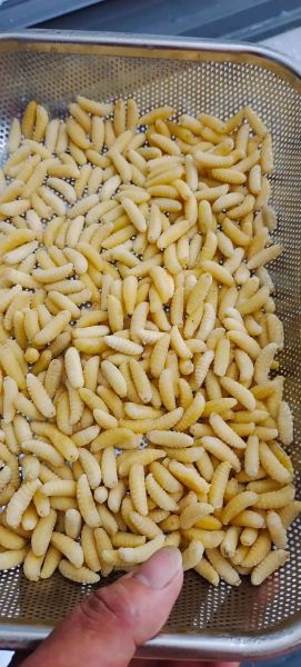 蜂蛹怎么做好吃_蜂蛹的家常做法大全-第3张图片-山城妙识 蜂蛹怎么做好吃_蜂蛹的家常做法大全-第3张图片-山城妙识