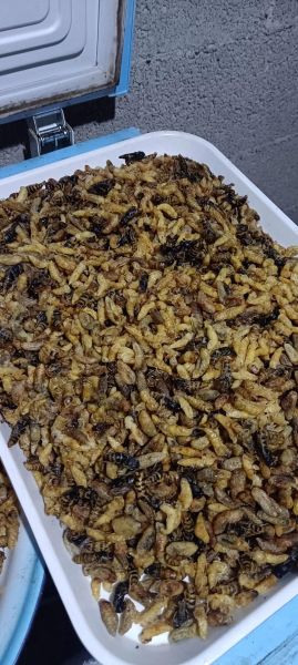 蜂蛹怎么做好吃_蜂蛹的家常做法大全-第1张图片-山城妙识 蜂蛹怎么做好吃_蜂蛹的家常做法大全-第1张图片-山城妙识