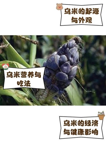 乌米怎么做好吃_乌米有哪些营养价值-第2张图片-山城妙识