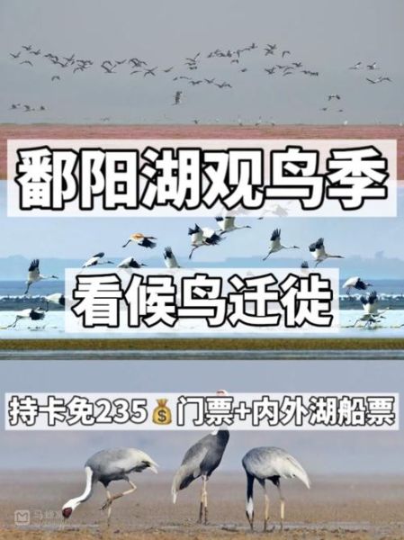 鄱阳湖一日游路线_鄱阳湖观鸟最佳时间-第2张图片-山城妙识