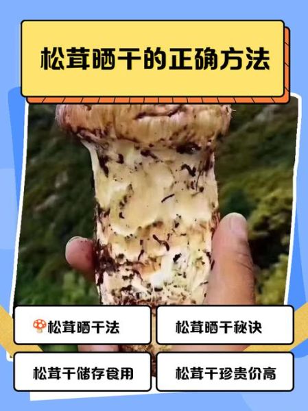 干松茸怎么泡发_干松茸的家常做法-第3张图片-山城妙识